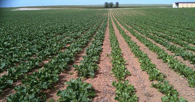 Changement d'herbage - A2C le site de l'agriculture de conservation