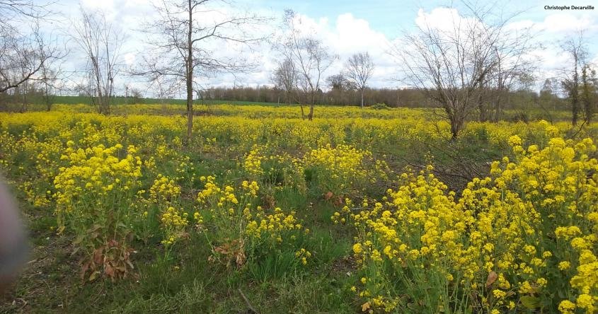 Quand la ravenelle explose... - A2C le site de l'agriculture de ...